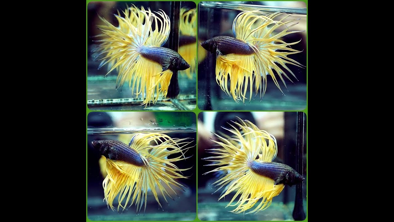 A341 BLUE MUSTARD Crowntail CT Male Betta Fish - YouTube