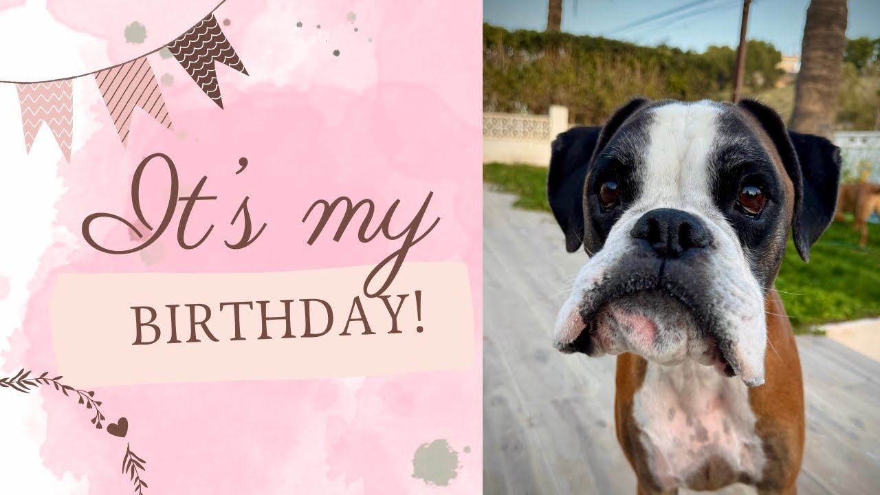 Boxer dog birthday cookie hunt! - YouTube