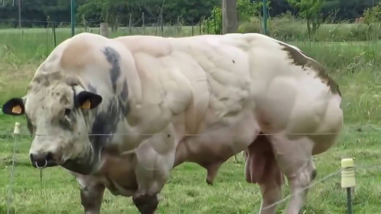 The Belg Blue - YouTube