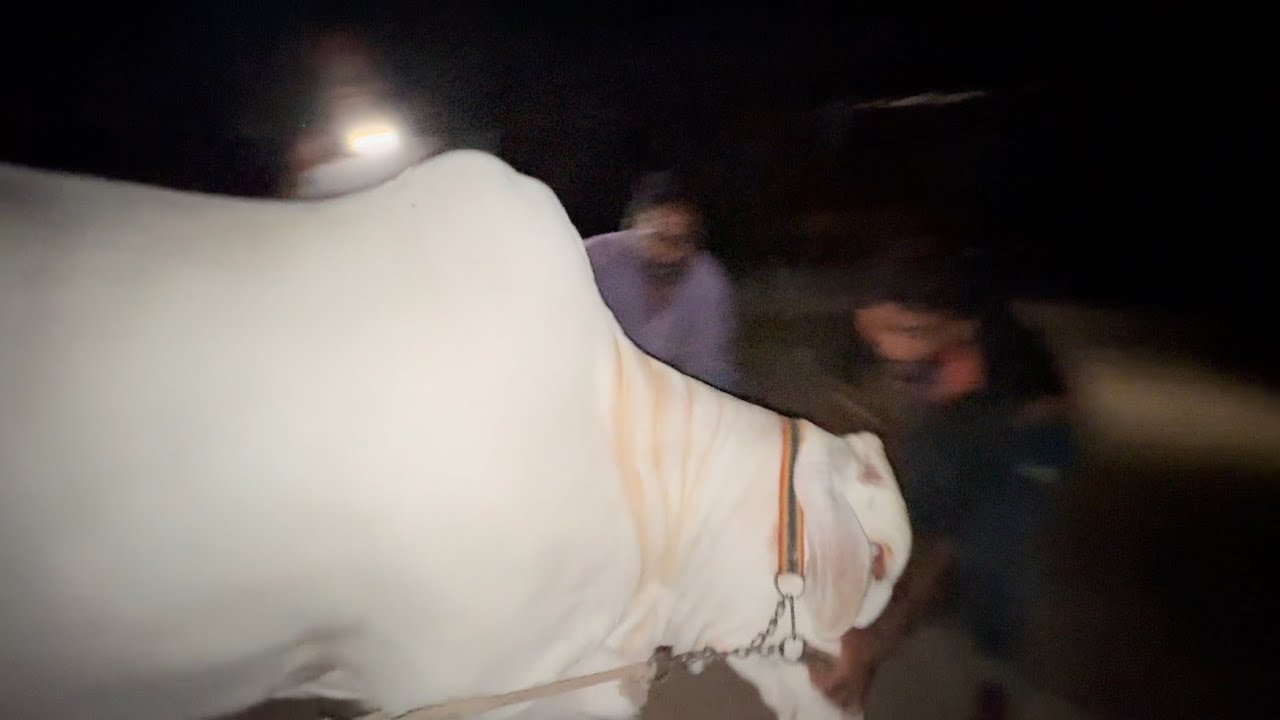 Mandi Ke Leay Loading Jaarii || Karim's Cattle Farm || Sam Entertainment By Sameed - YouTube