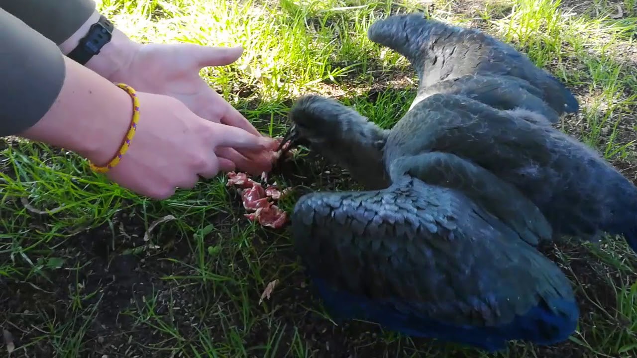 feeding a baby hadeda - YouTube