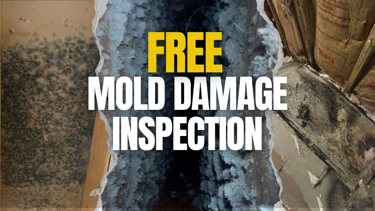 Mold Inspection: Is Mold Hiding Inside Your Walls? - YouTube