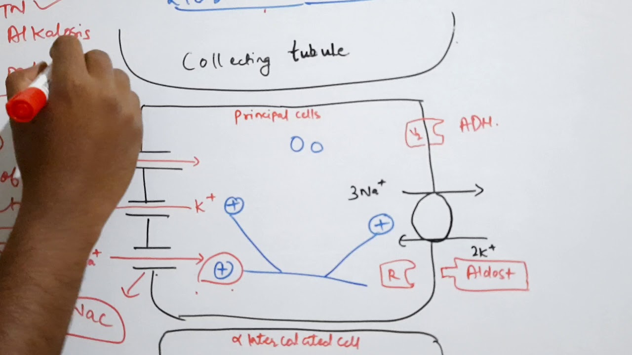 Liddle's syndrome - YouTube
