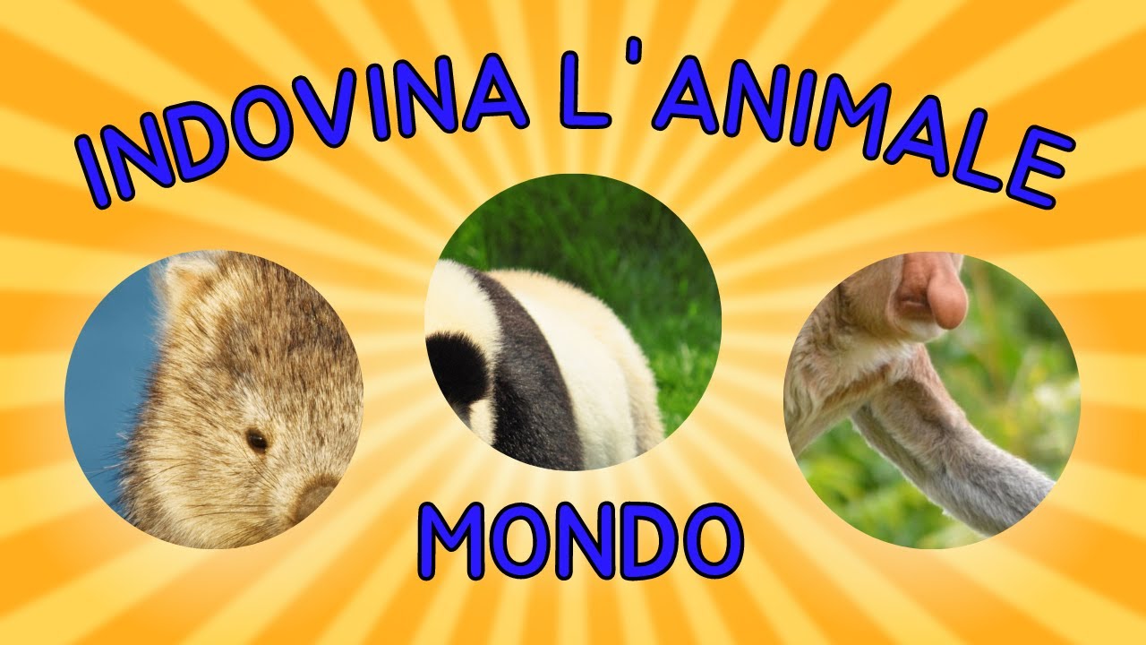 🐨 Animali del Mondo - Indovina l'Animale dal Particolare - Quiz 🦙 - YouTube