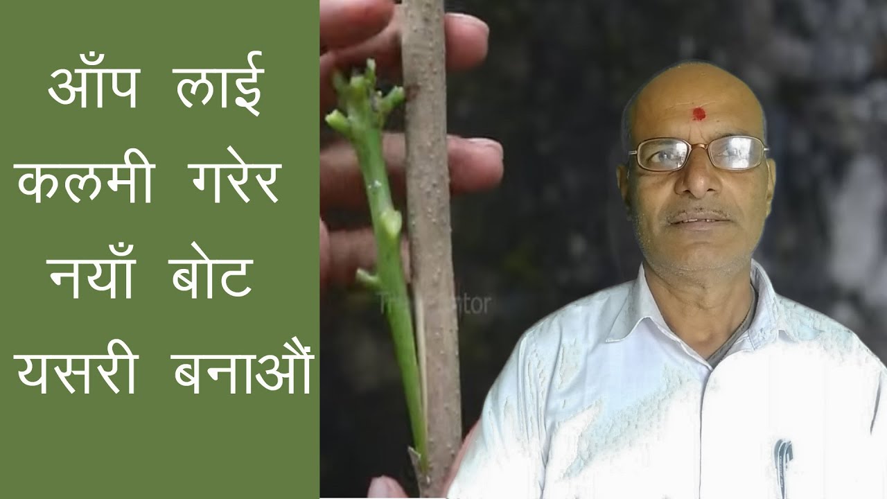 mango side grafting in Nepali || aap lai kalami garne tarika || mango ...