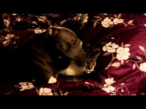 Napsu & Luumu vol III