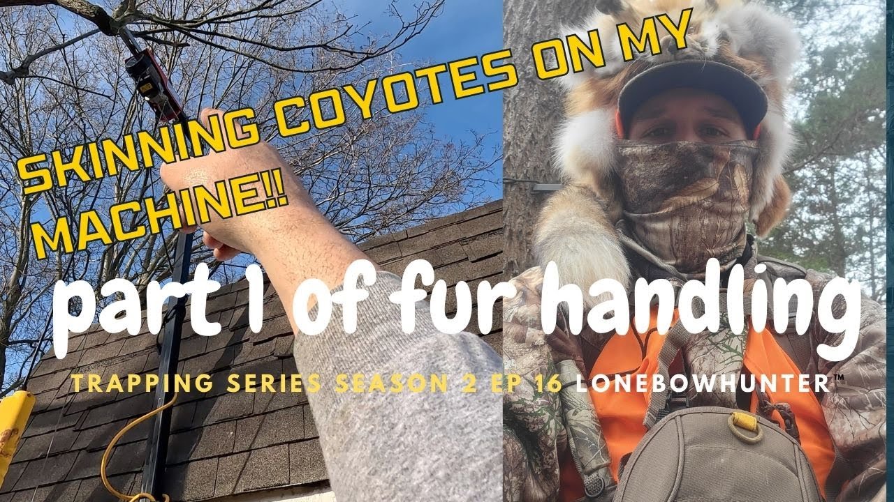 skinning coyotes quick & easy ( how to using machine) - YouTube