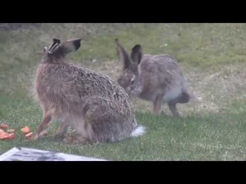 Fighting rabbits - YouTube
