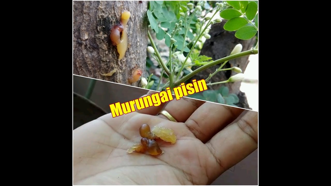 Murungai Pisin - Drumstick tree Gum - YouTube