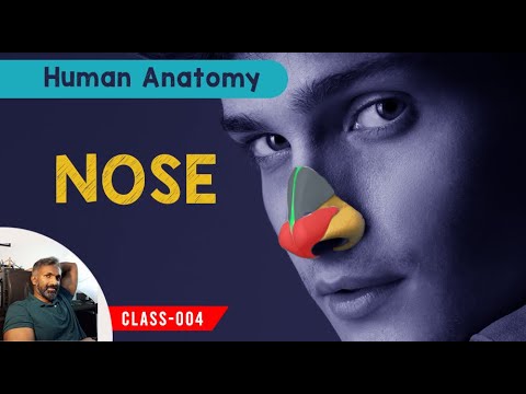 How to divide Nose into parts_Human Anatomy_Class004 - YouTube