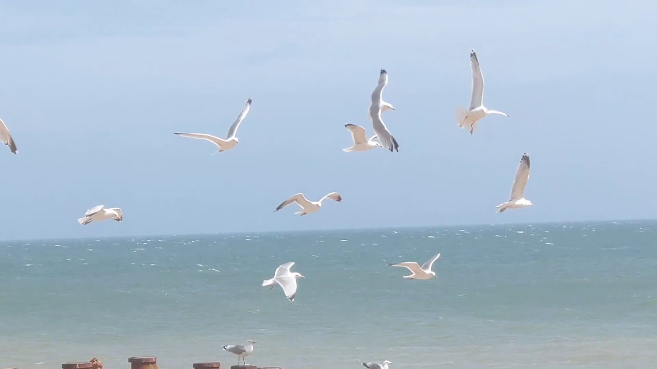SEAGULLS FLYING AGAINST THE WIND - YouTube