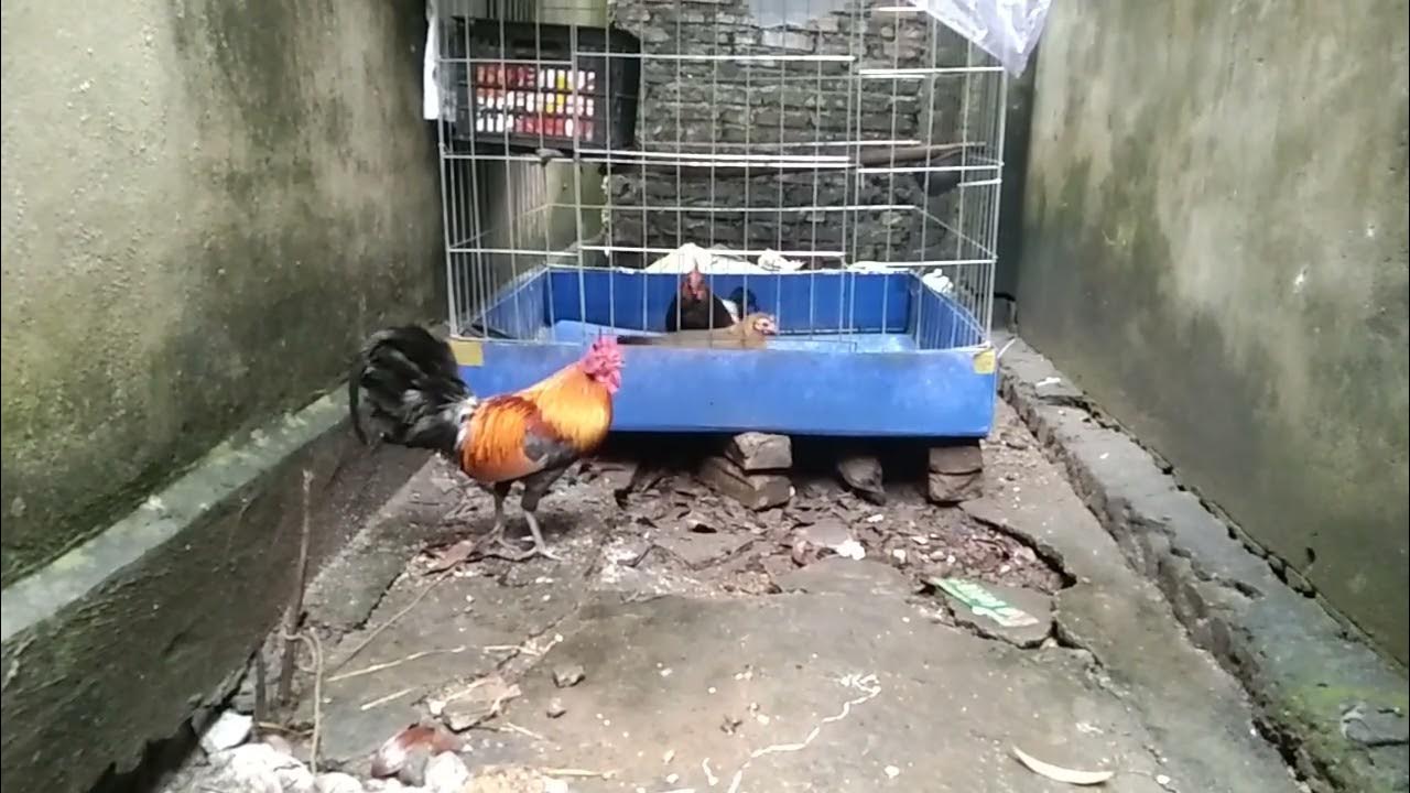 Qaib qus txuam1 xaum lawm tso poj seb puas ua me nyuam nawj 2024 - YouTube