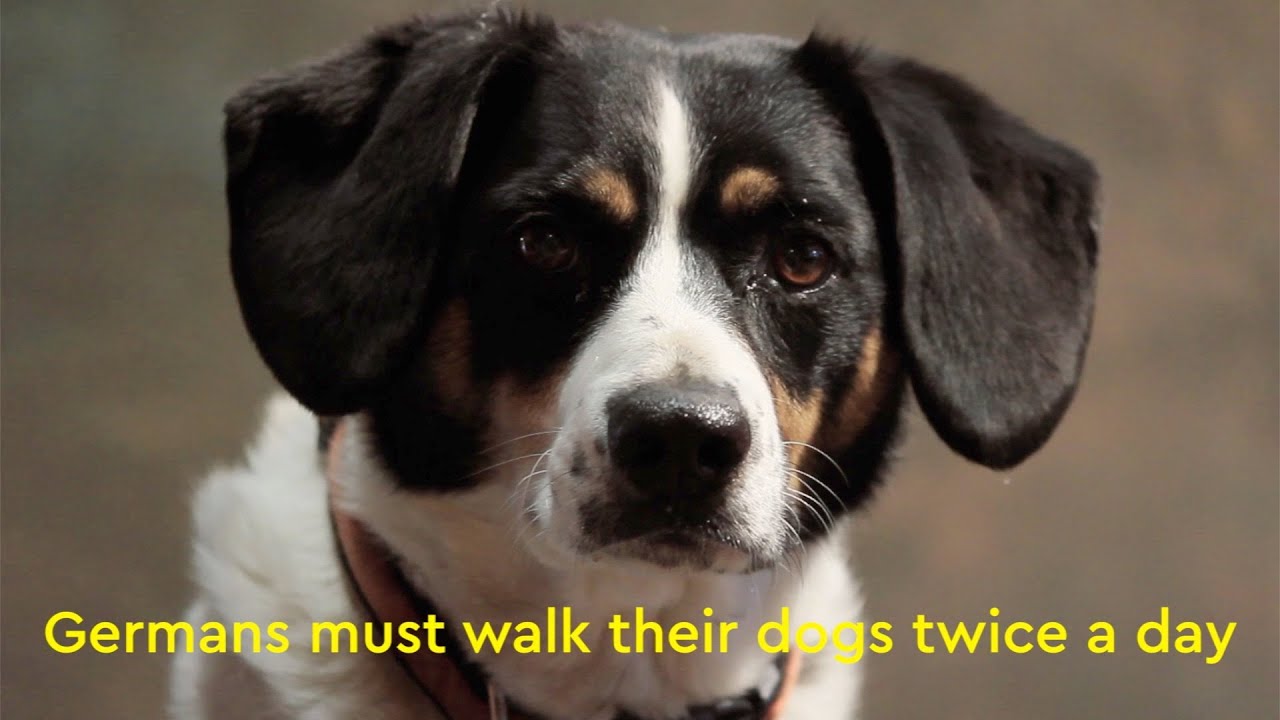 Walkies - Germany’s dog owners must walk their pets twice a day. - YouTube