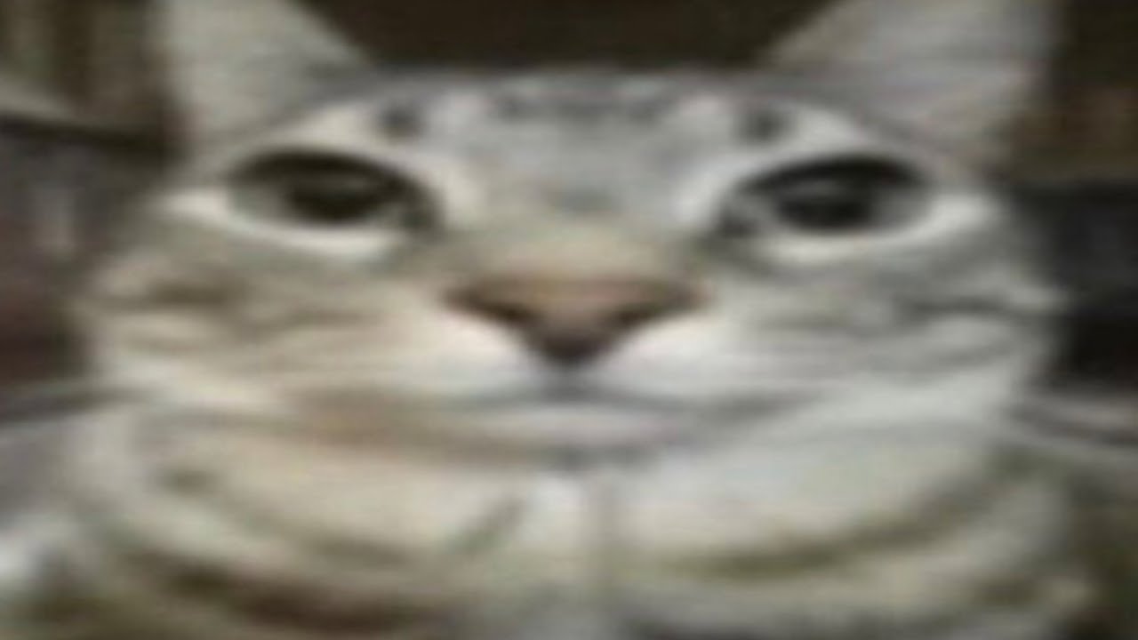 Top 6 talking cats moments!! - YouTube