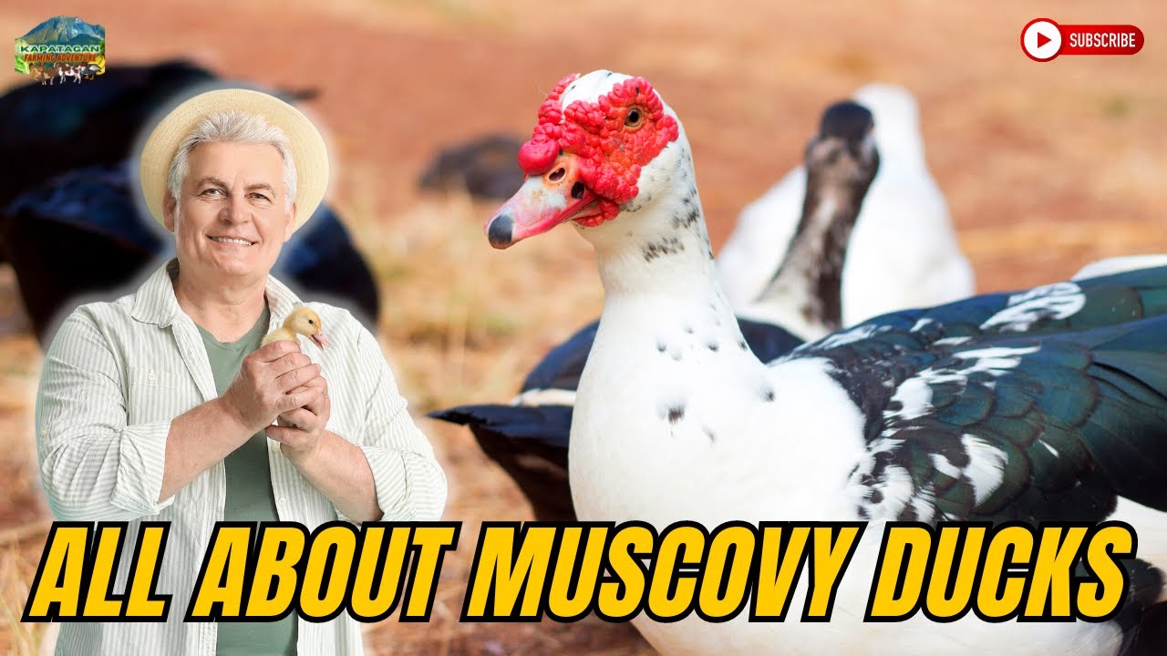 The World Of Muscovy Ducks - YouTube