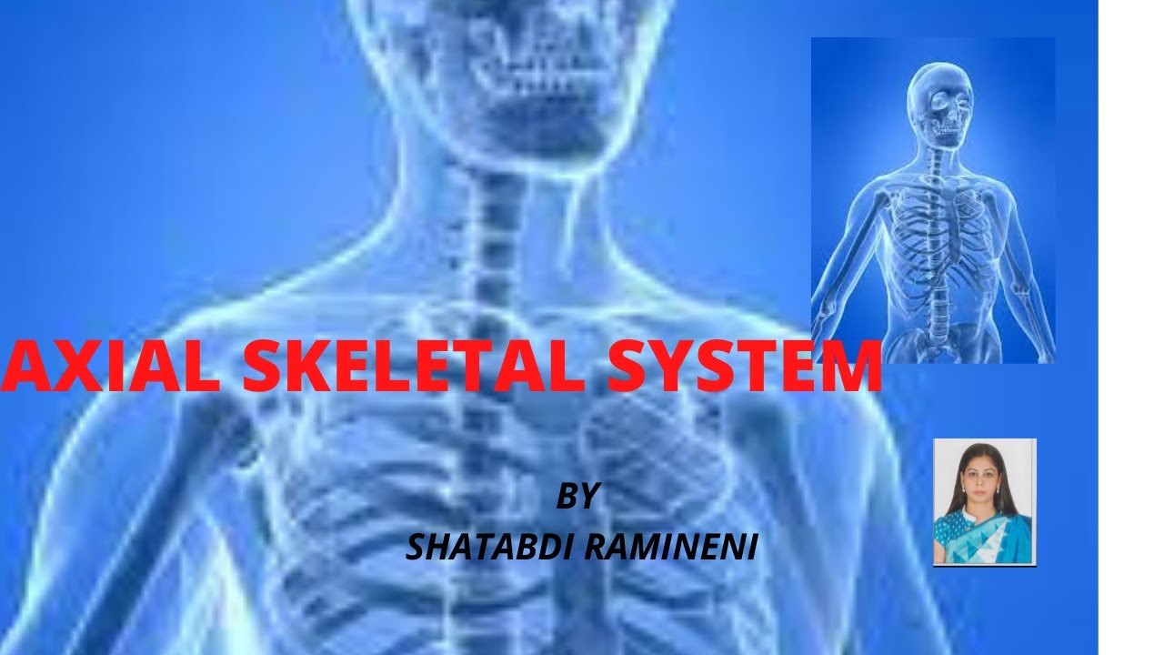 Axial skeletal system - YouTube