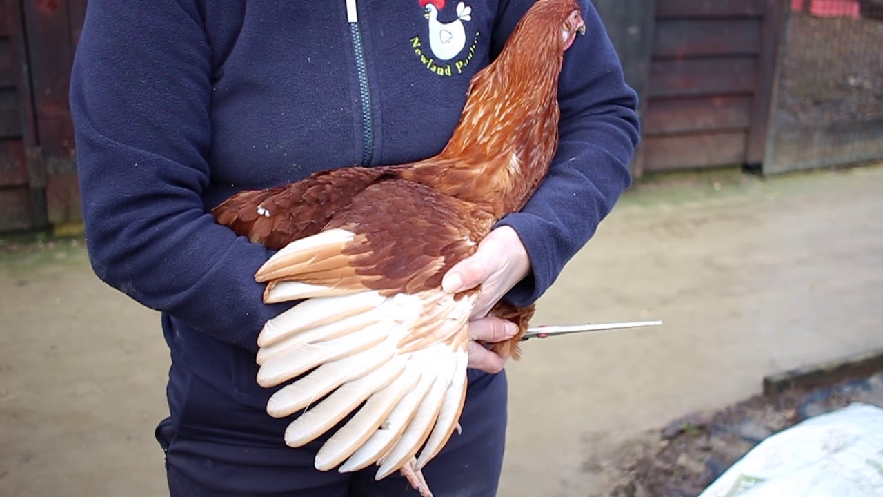 How to clip your chickens wing (safely) - YouTube