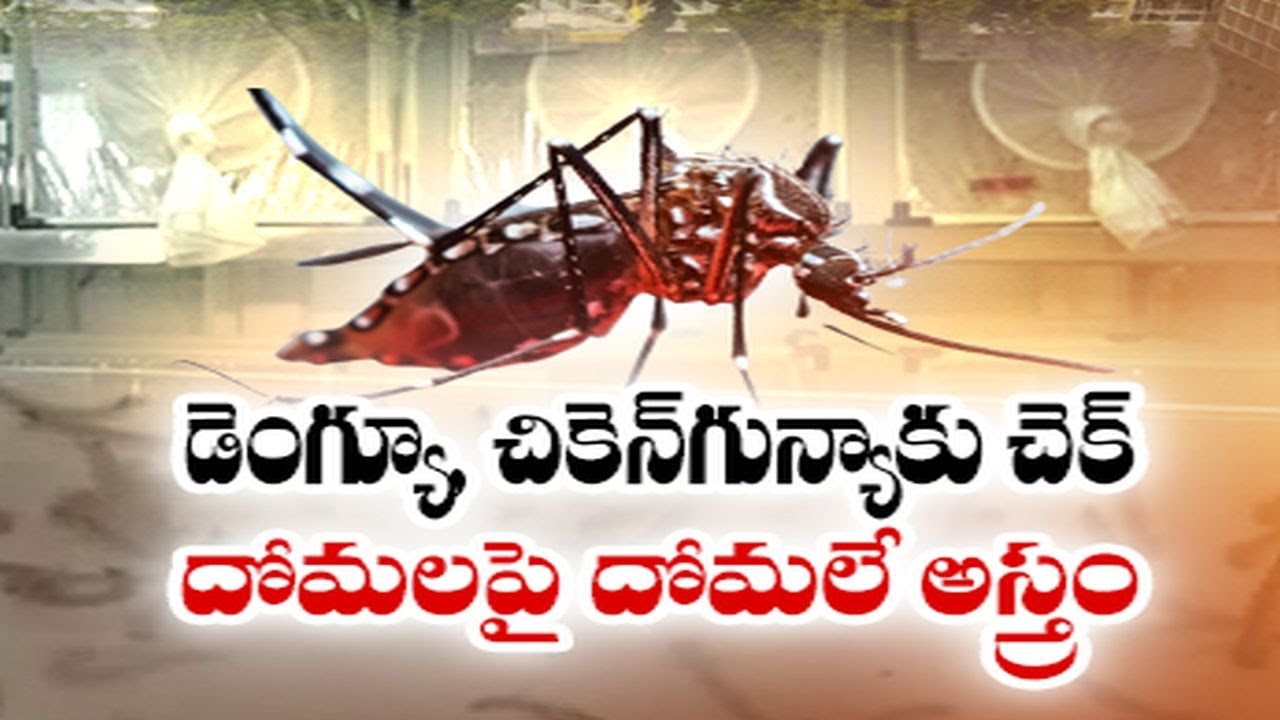 ICMR -VCRC Develops Bacteria Infected Mosquitoes to Control Dengue ...