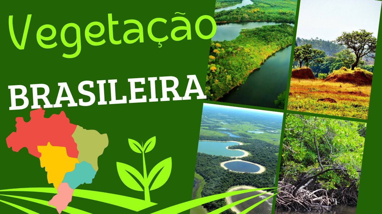 Classificação da Vegetação Brasileira: Tipos, Características e ...