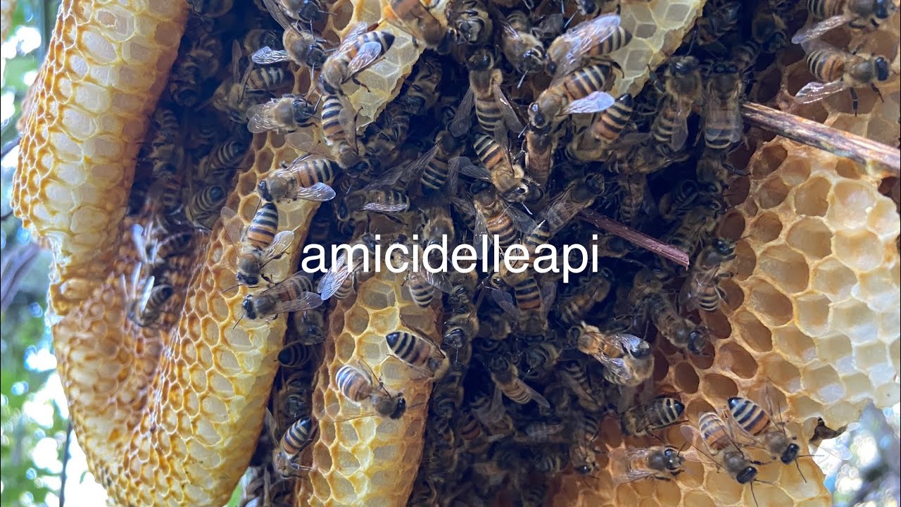 Api nel favo naturale tra i rovi - YouTube