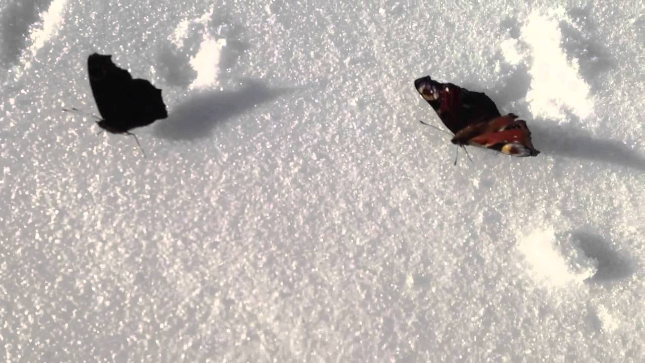 Winter butterflies - YouTube