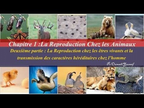 CHapitre 1 la reproduction chez les animaux - YouTube
