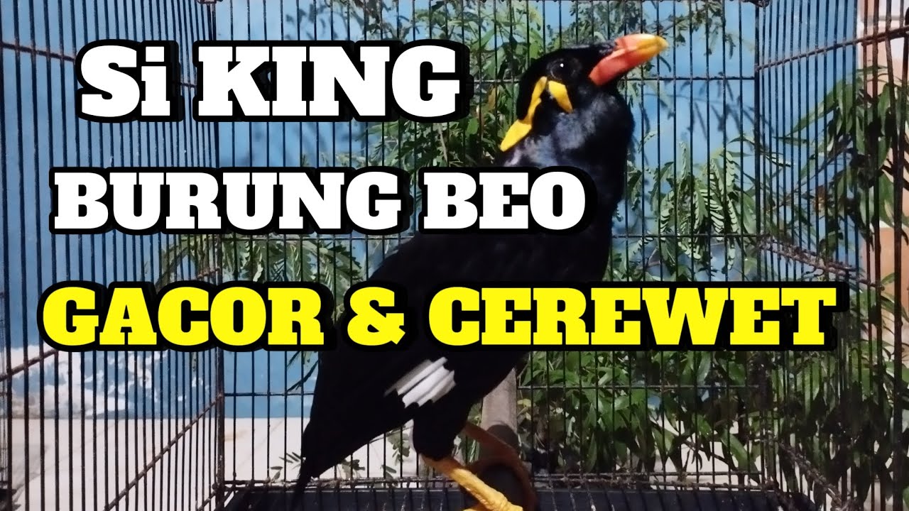 Si KING BURUNG BEO GACOR & CEREWET‼️ - YouTube