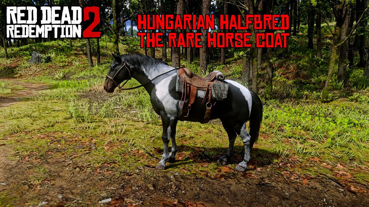 How to Obiant The Most Rare Beautiful Horse Coat ( Hungarian Halfbred ...