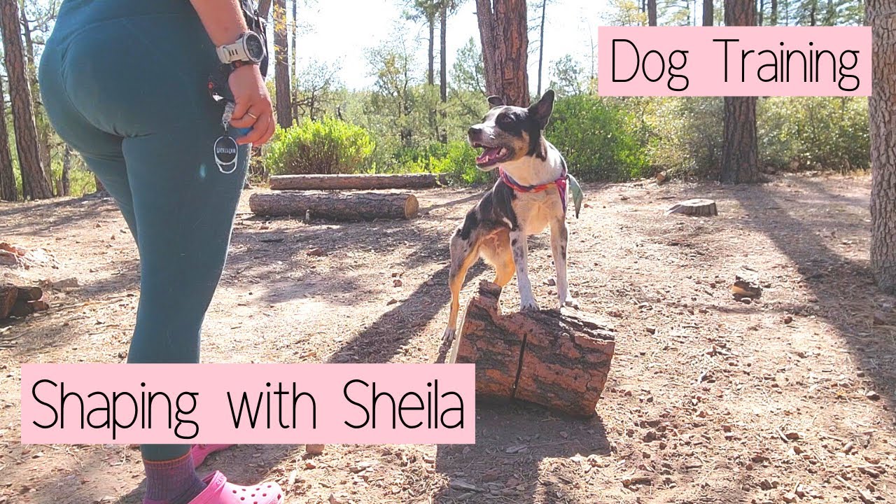 Positive Reinforcement Dog Training - Free Shaping with Sheila - YouTube