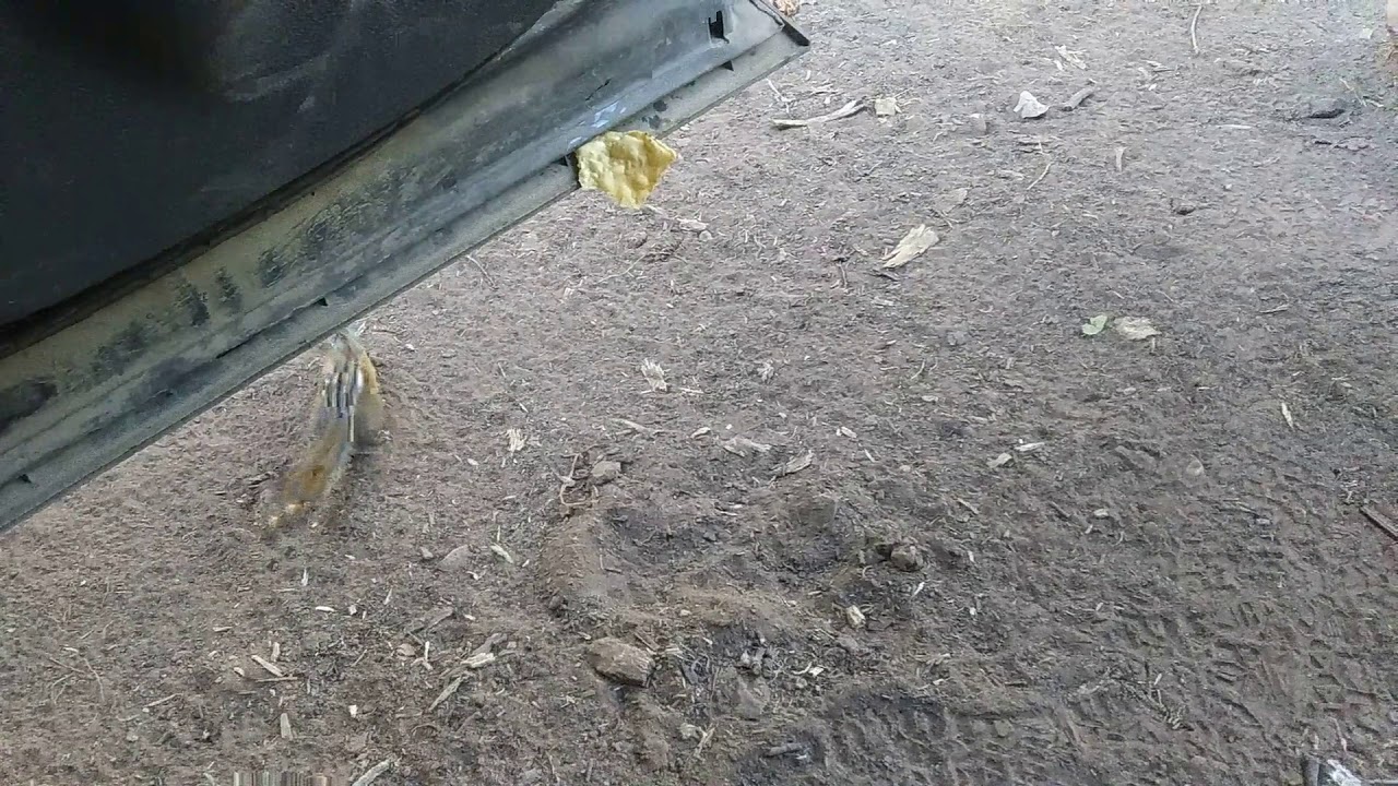 Leap of the Chipmunk - YouTube