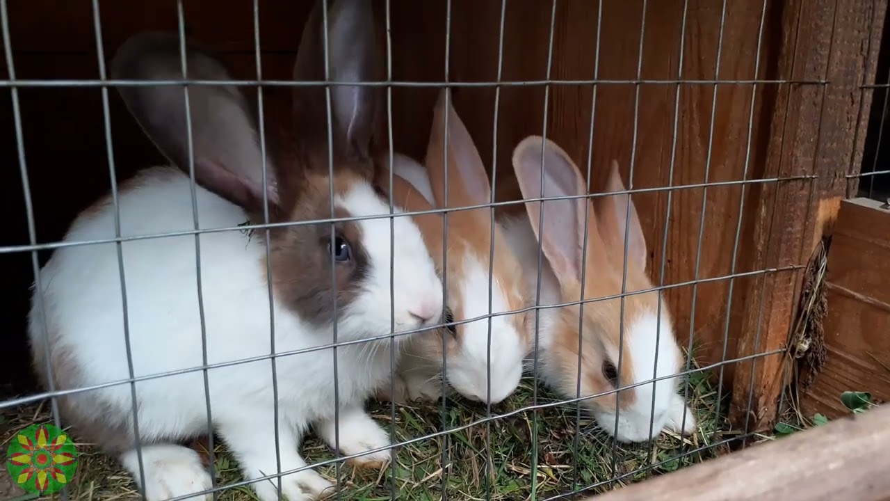 The Rabbits. With Music [Ukraine , 23 August , 2022] -16 - YouTube