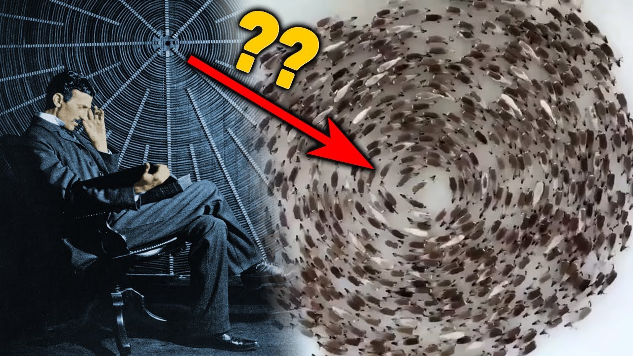 ACV280 Hipnosis: Animales girando en Círculo | "Ya es hora de Recordar ...