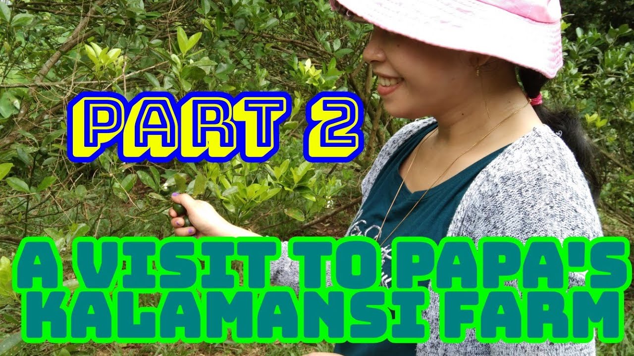 A Visit To Papa's KALAMANSI FARM. PART 2 - YouTube