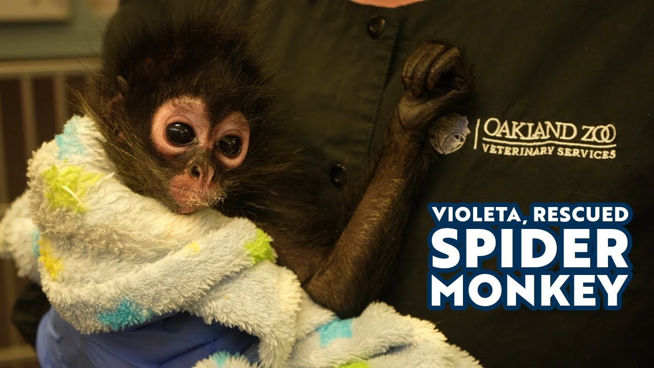 Oakland Zoo Helps Rescue Spider Monkey, Violeta, Surrendered During ...