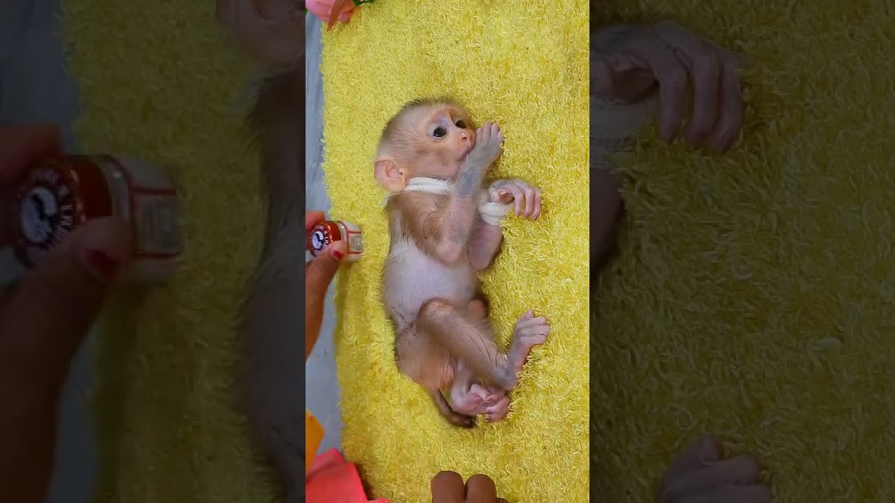 Cute Baby monkey Rojo, Little Baby monkey ROJO, Short Video Monkey ...