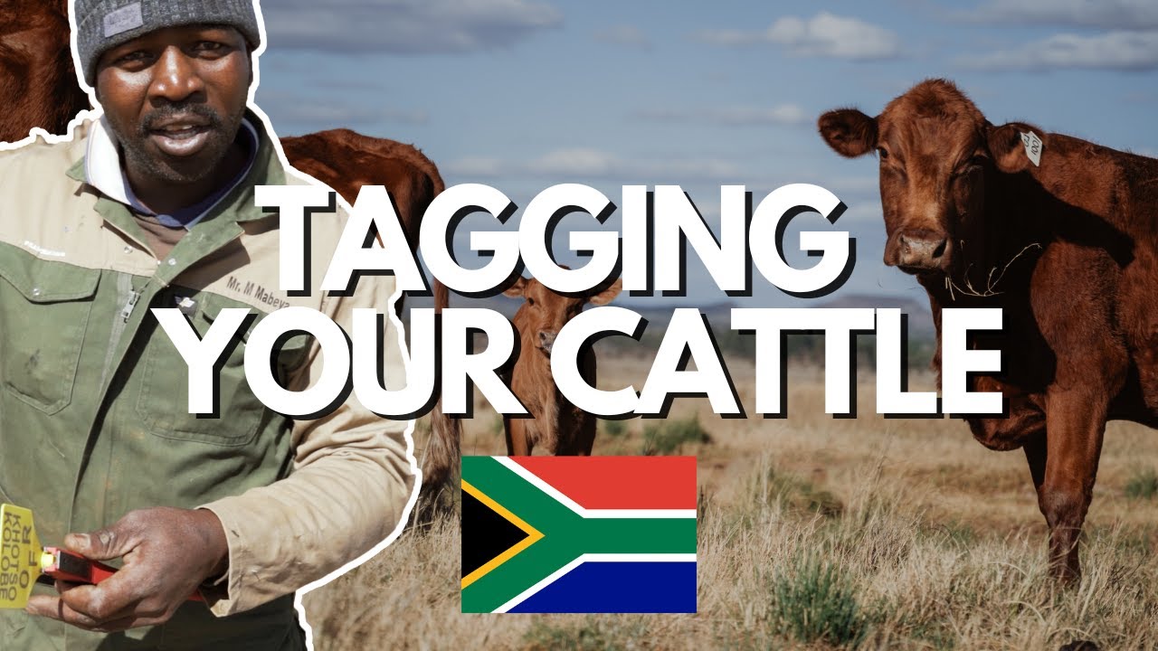 How to tag your cattle in South Africa | Duratag SA - YouTube