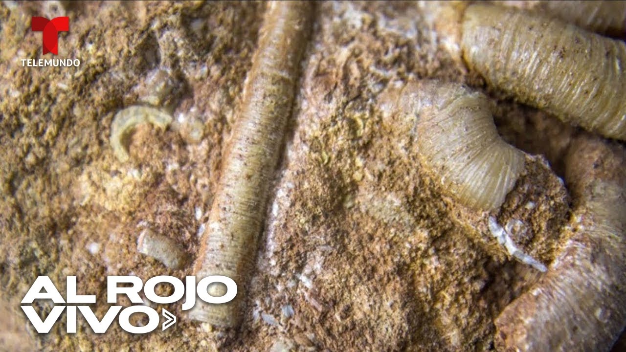 Gusano Depredador Gigante De Más De 500 Millones De Años Es Descubierto En Groenlandia Youtube