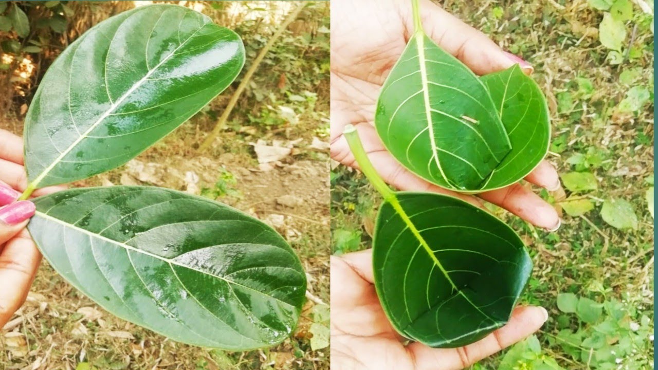 How To Make Leaf Cup|Jackfruit Leaf Cup|2 Defferent Types Of Cup - YouTube