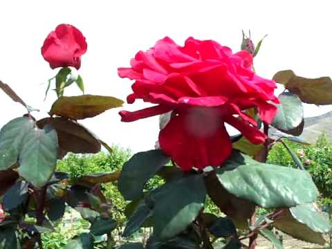 Rose Legends Oprah - YouTube