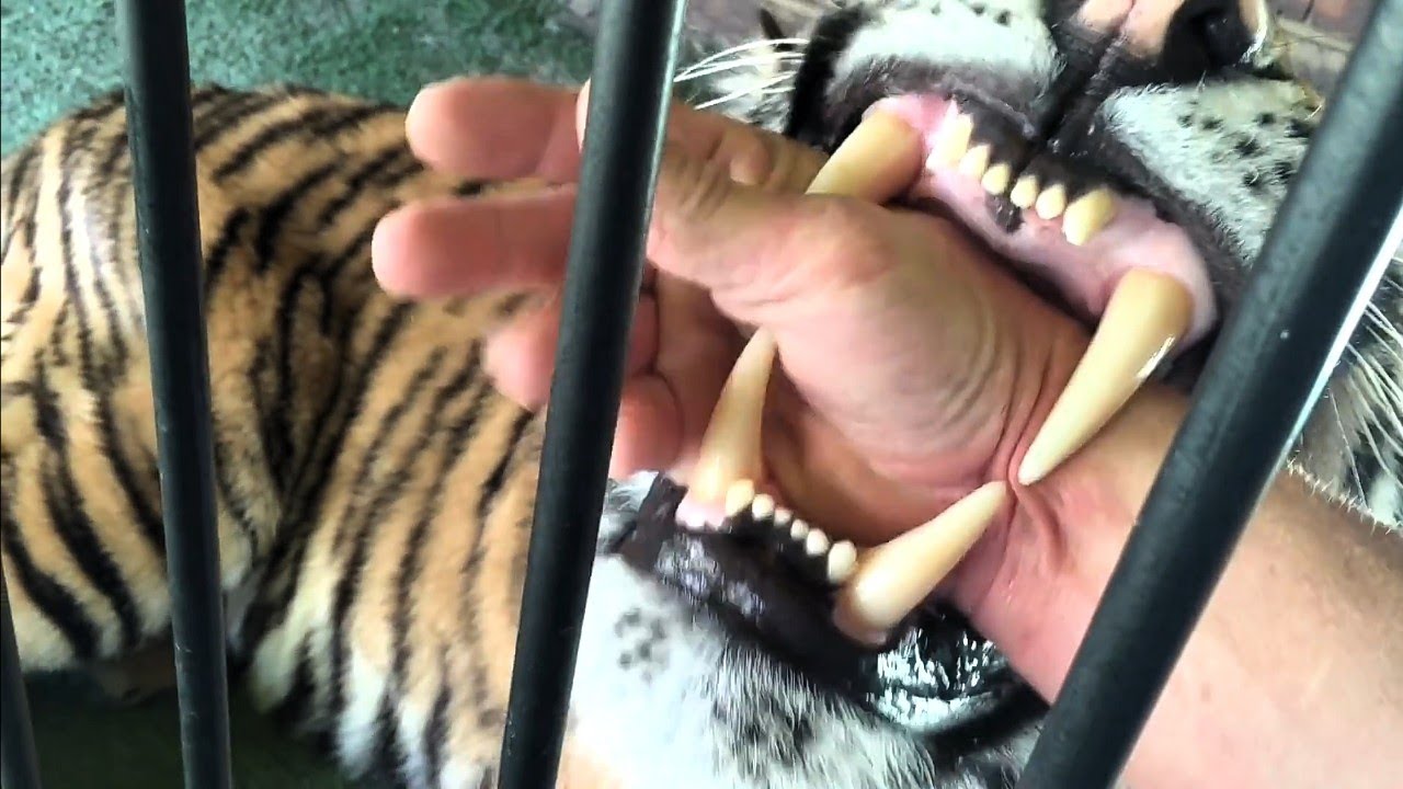 A Quick bite from a tiger 🐯🐅😲 - YouTube