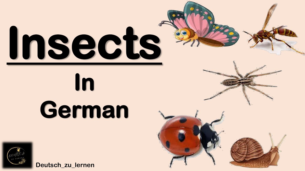 Learn German | insect | Insekten | German vocabulary | German for ...