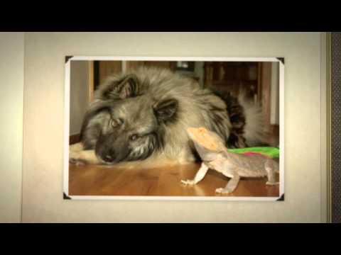 How To Train Keeshond