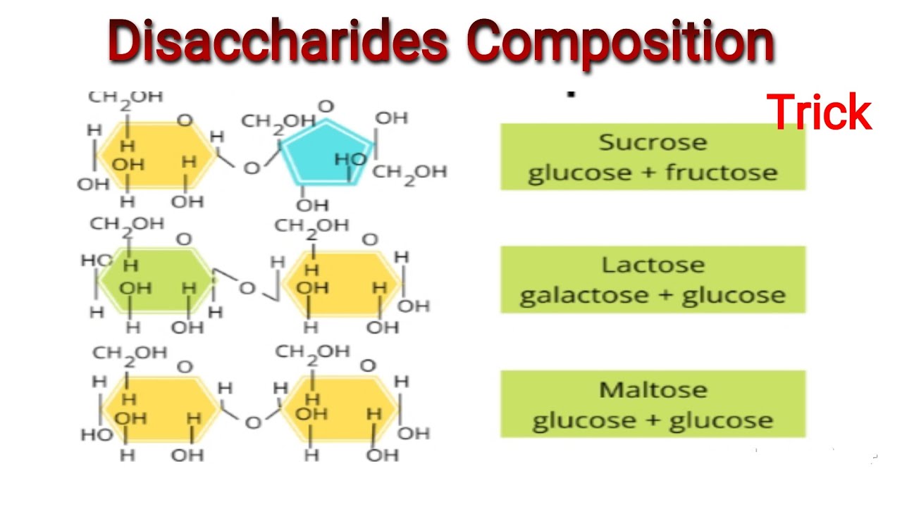 Composition of Disaccharides| Maltose, Lactose, sucrose| Knowledge ...