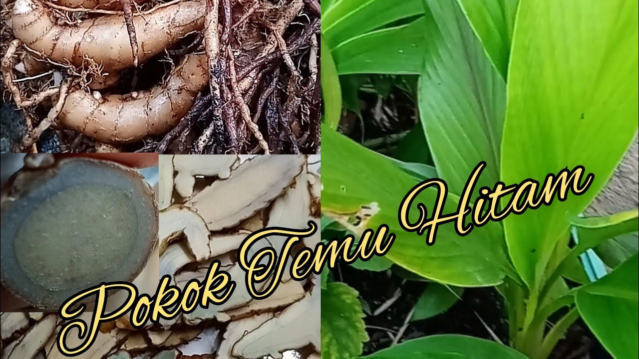 Tanam Temu Hitam #temuhitam #tumbuhan #tanaman - YouTube