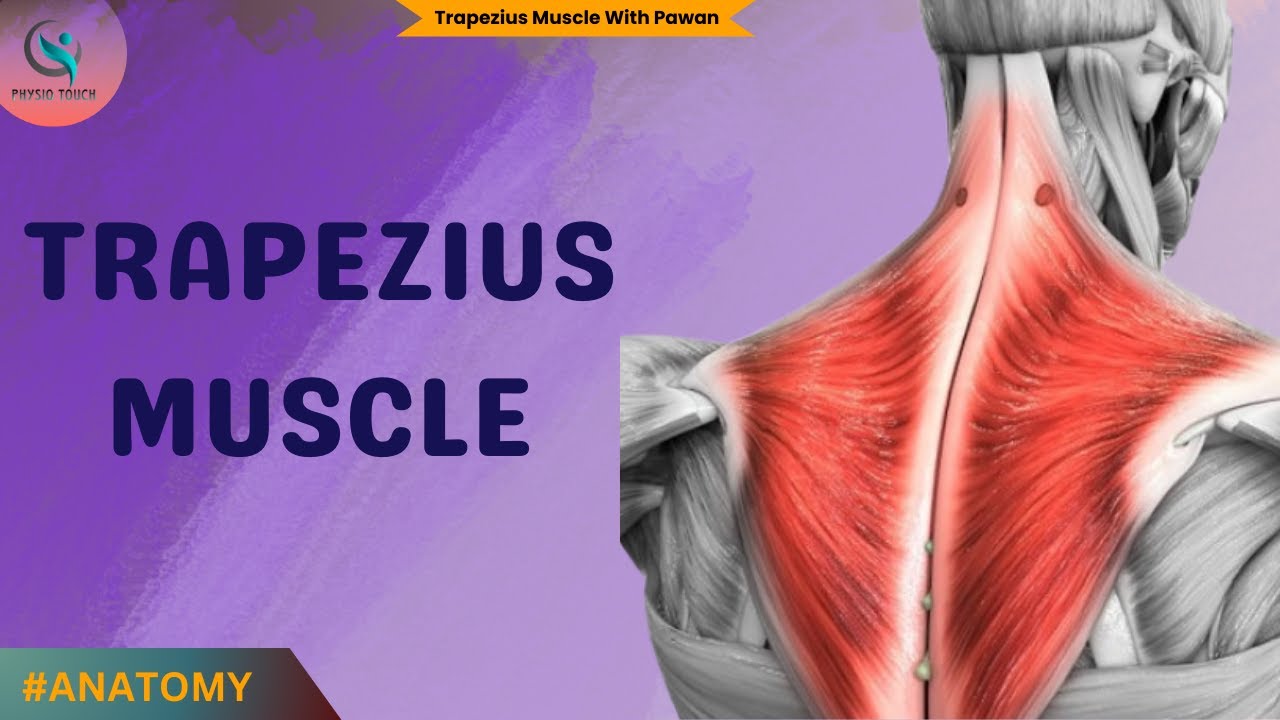 Anatomy of trapezius muscle | Action of trapezius muscl | Blood supply and nerve supply - YouTube