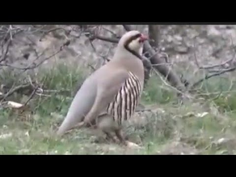 Kınalı Keklik Meşede / Petek_12_ Çatı avı / الحجل طائر Partridge Rebhuhn Kyponatka Perdiz パートリッジ 鹧鸪