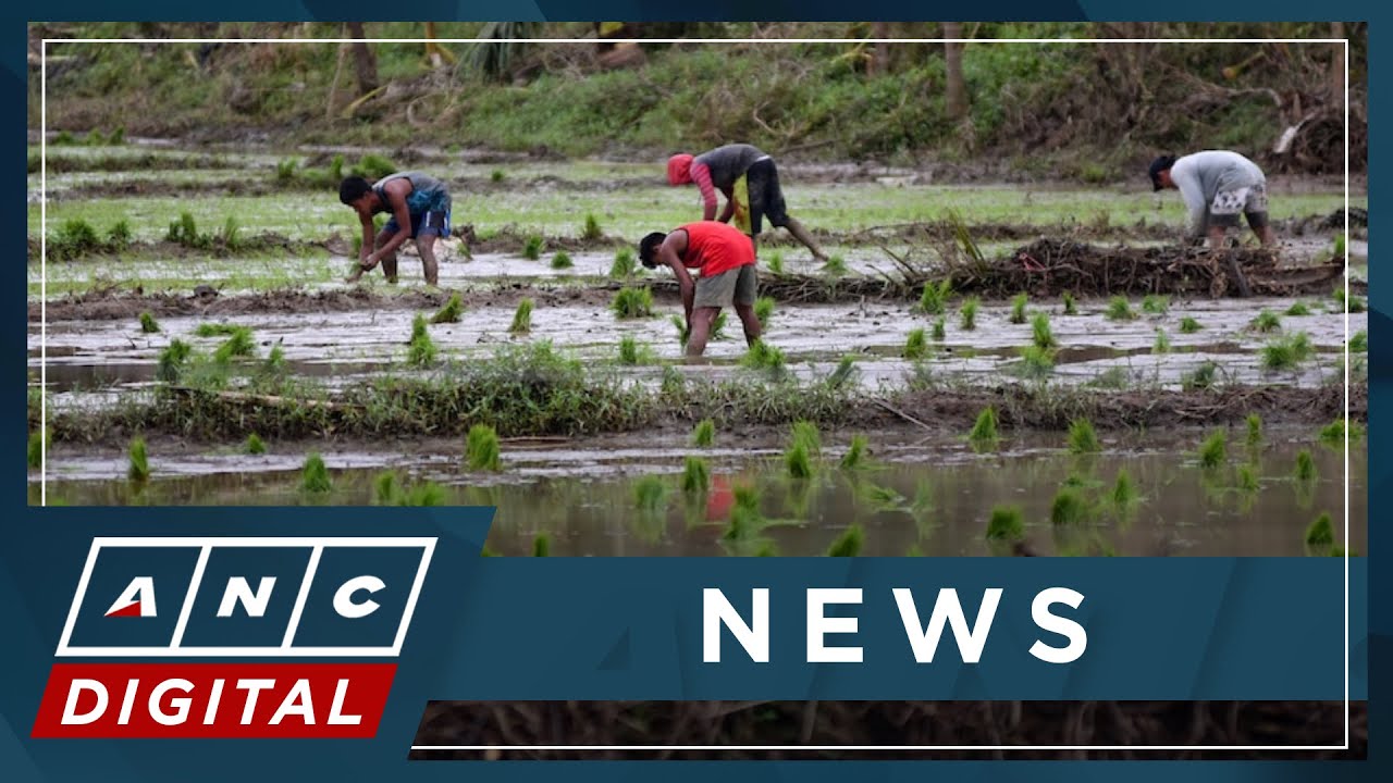 Farmers seek win-win solution in drive to lower rice prices | ANC - YouTube