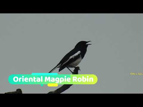 Oriental Magpie Robin Call | Bird Calls and Sounds.
