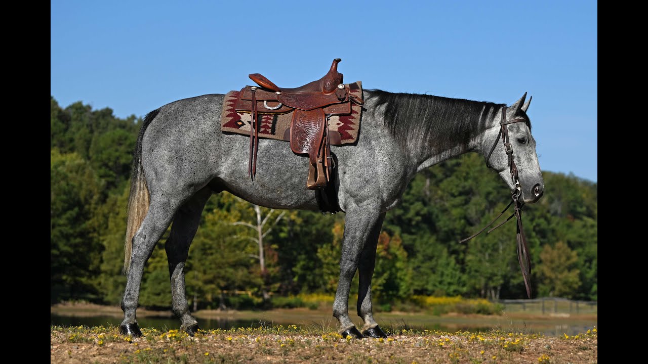 Blue- Gorgeous Gray AQHA Gelding Safe for the Whole Family! - YouTube