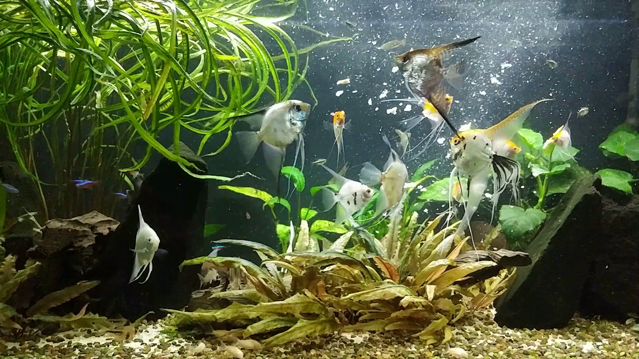 Skalary karmienie !!! Angel fish feeding frenzy !!! - YouTube